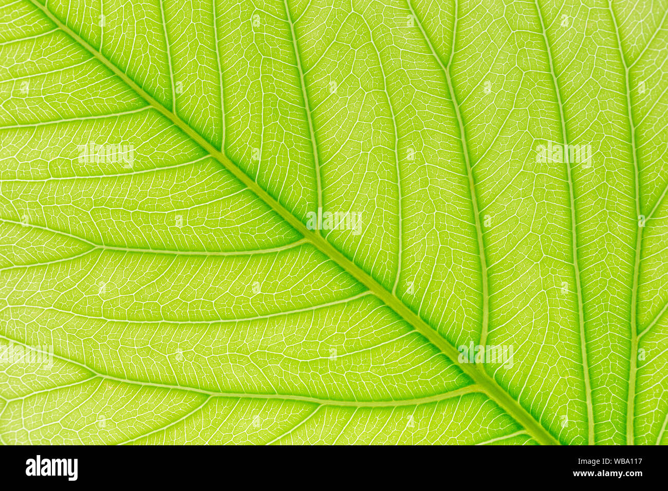 Green leaf pattern texture background with light behind for website ...