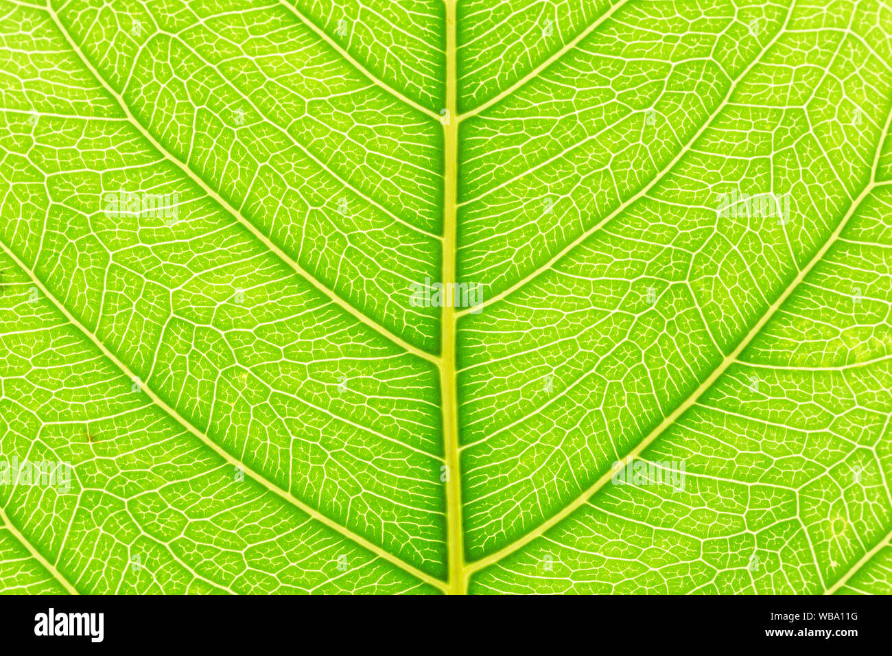 Green leaf pattern texture background with light behind for website ...
