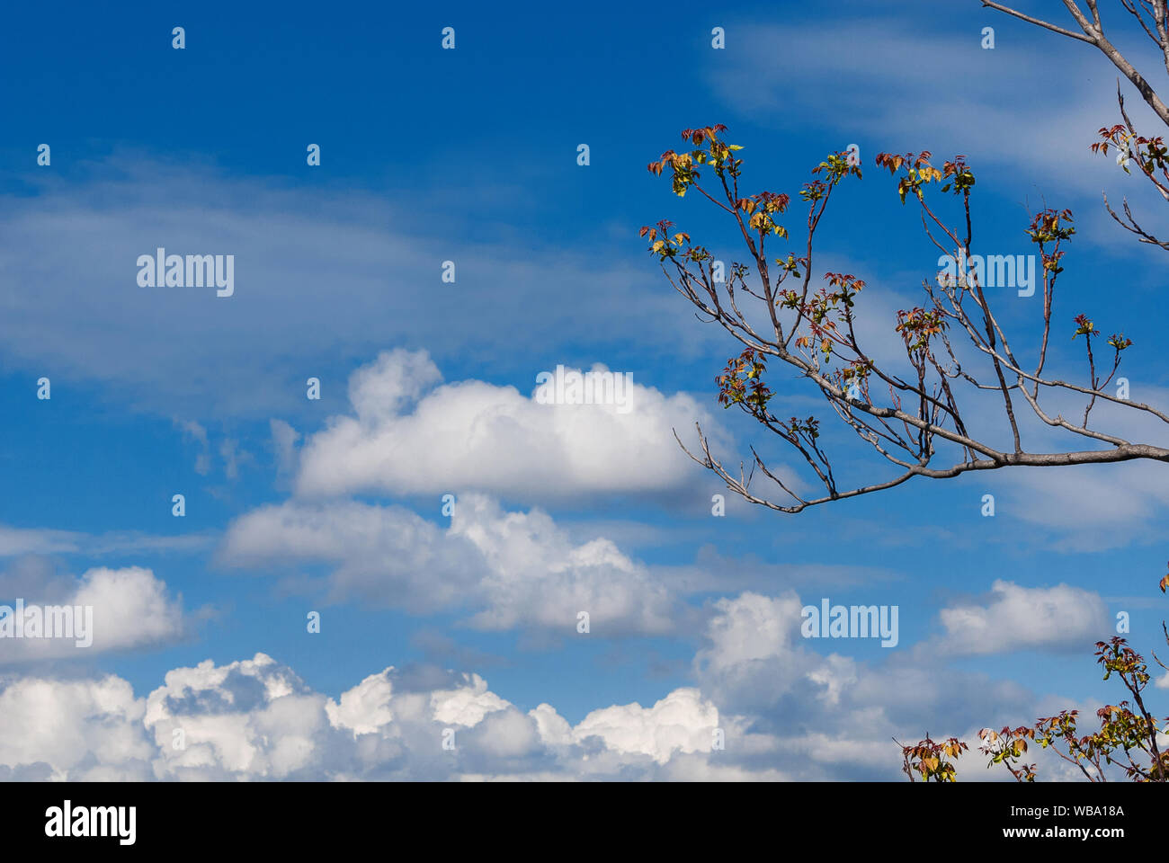Ailanthus spring sprouts against blue sky with clouds. A very invasive ...