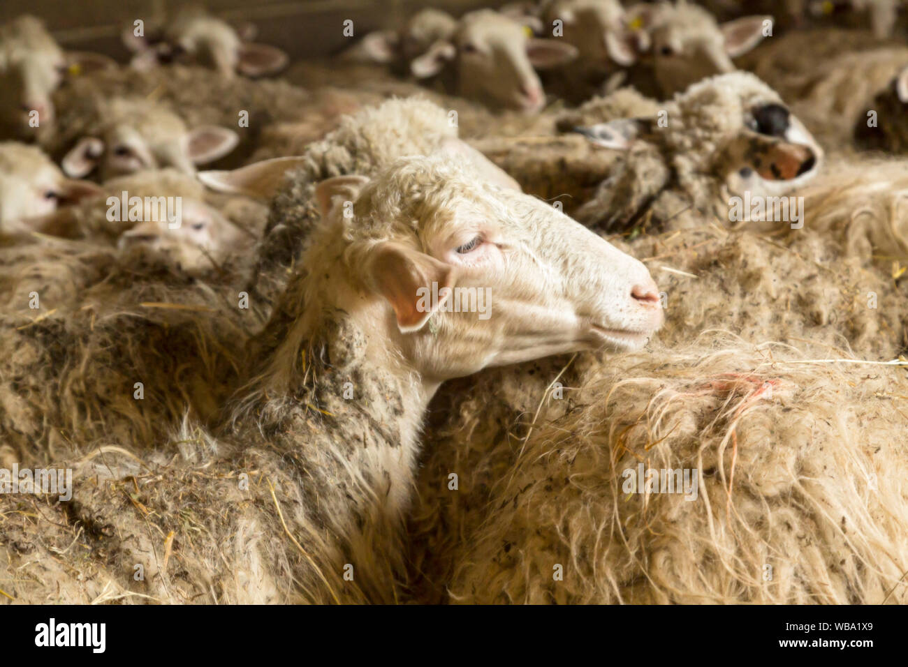 Close up of sheep in a flock. Inside a stable Stock Photo - Alamy