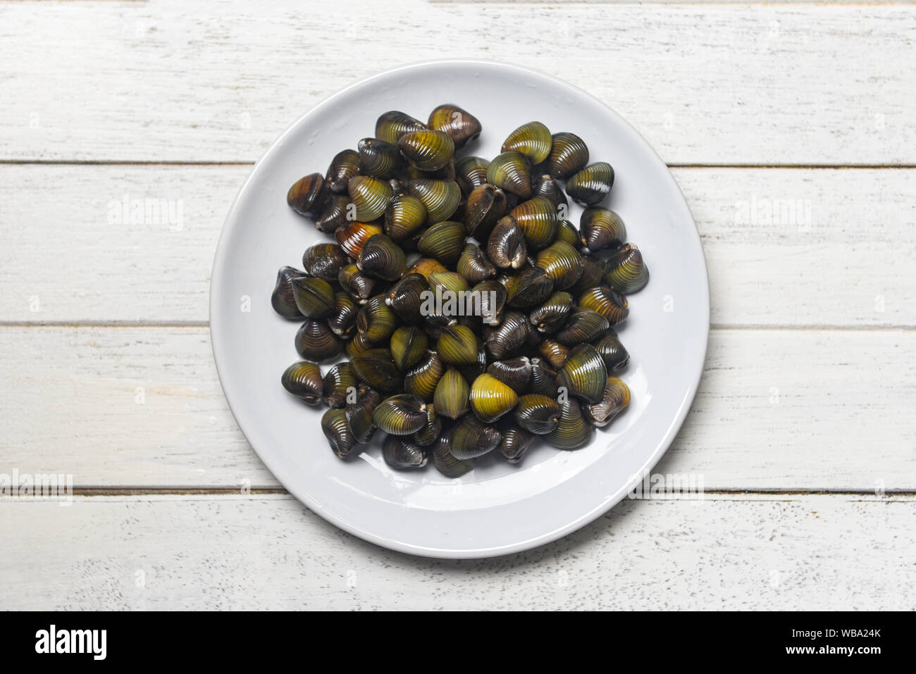 Freshwater clams hi-res stock photography and images - Alamy