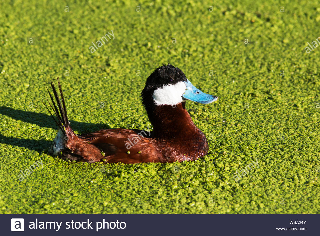 Oxyura Jamaicensis High Resolution Stock Photography and Images - Alamy