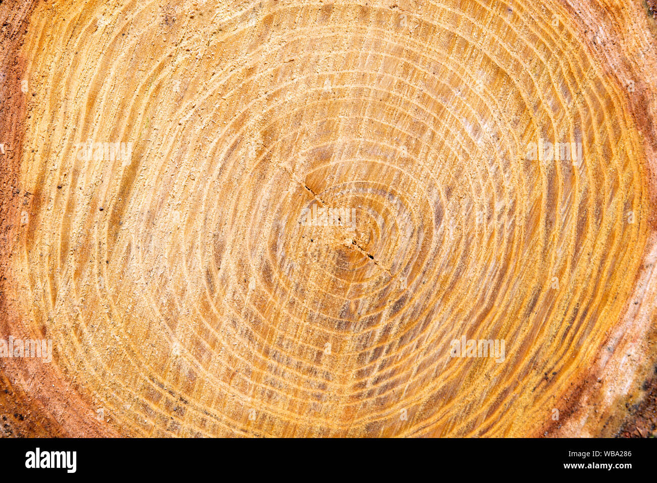 Cross section of tree trunk Close up Stock Photo - Alamy