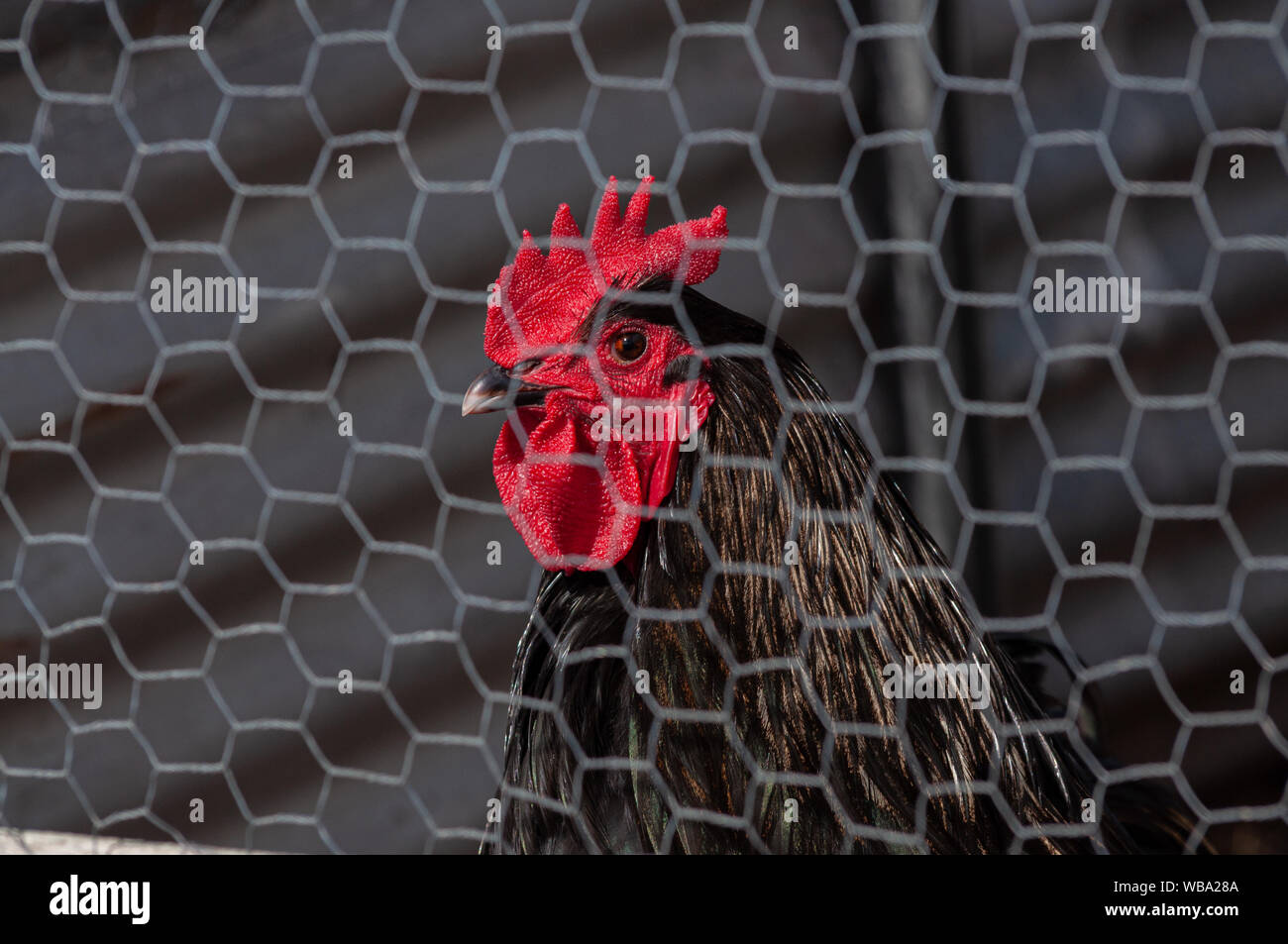 Rooster cage hi-res stock photography and images - Alamy