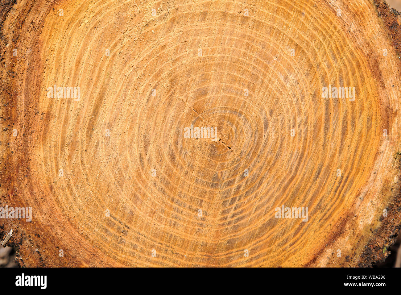 Cross section of tree trunk Close up Stock Photo - Alamy