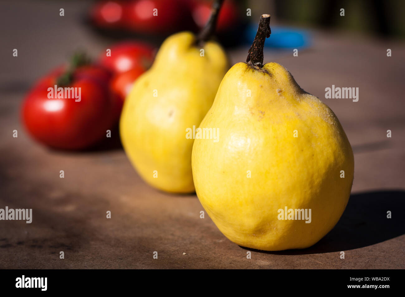 Freshly picked ripe tomatoes hi-res stock photography and images - Alamy