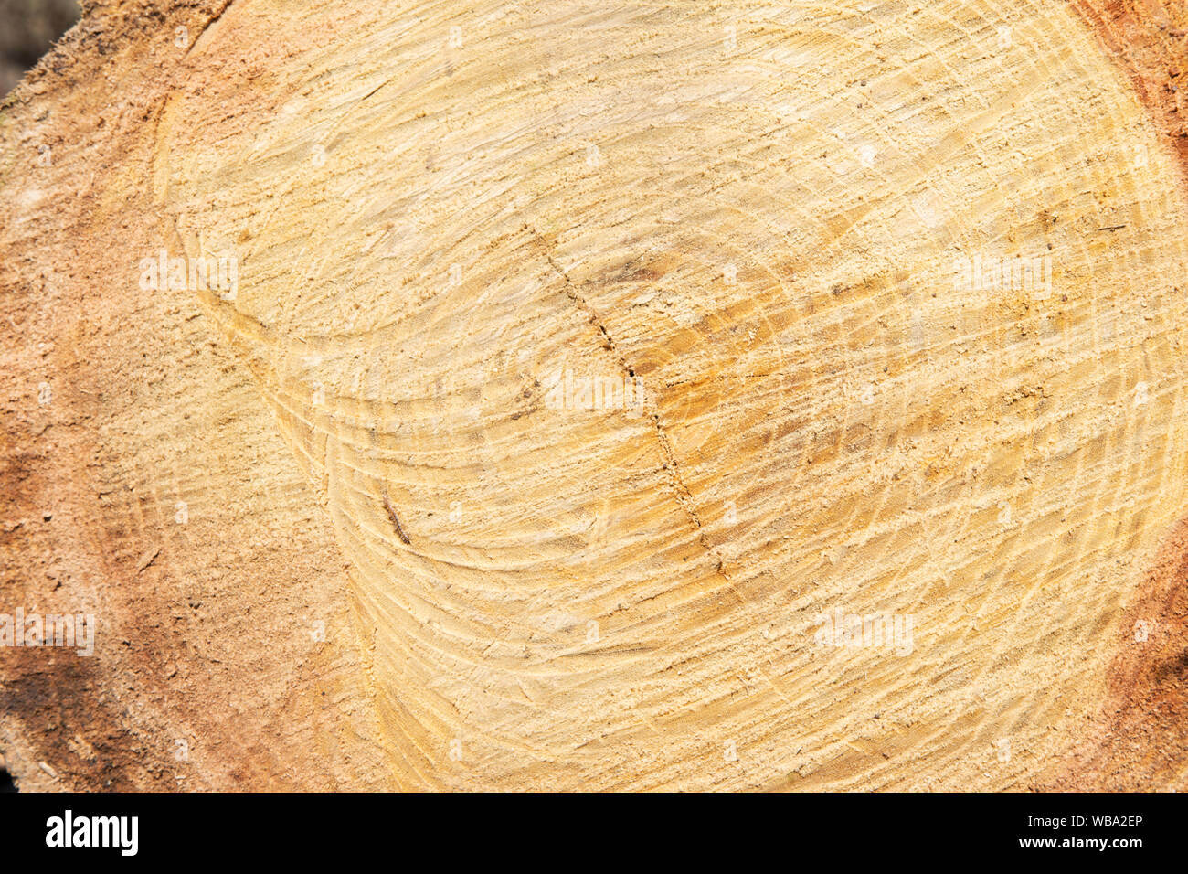 Cross section of tree trunk Close up Stock Photo - Alamy