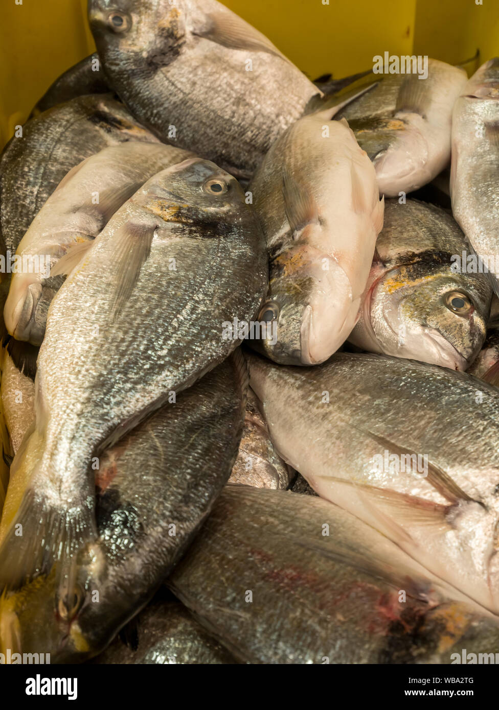 Large Fish Stacked On Top of Each Other Ready To Sell in Market Stock ...