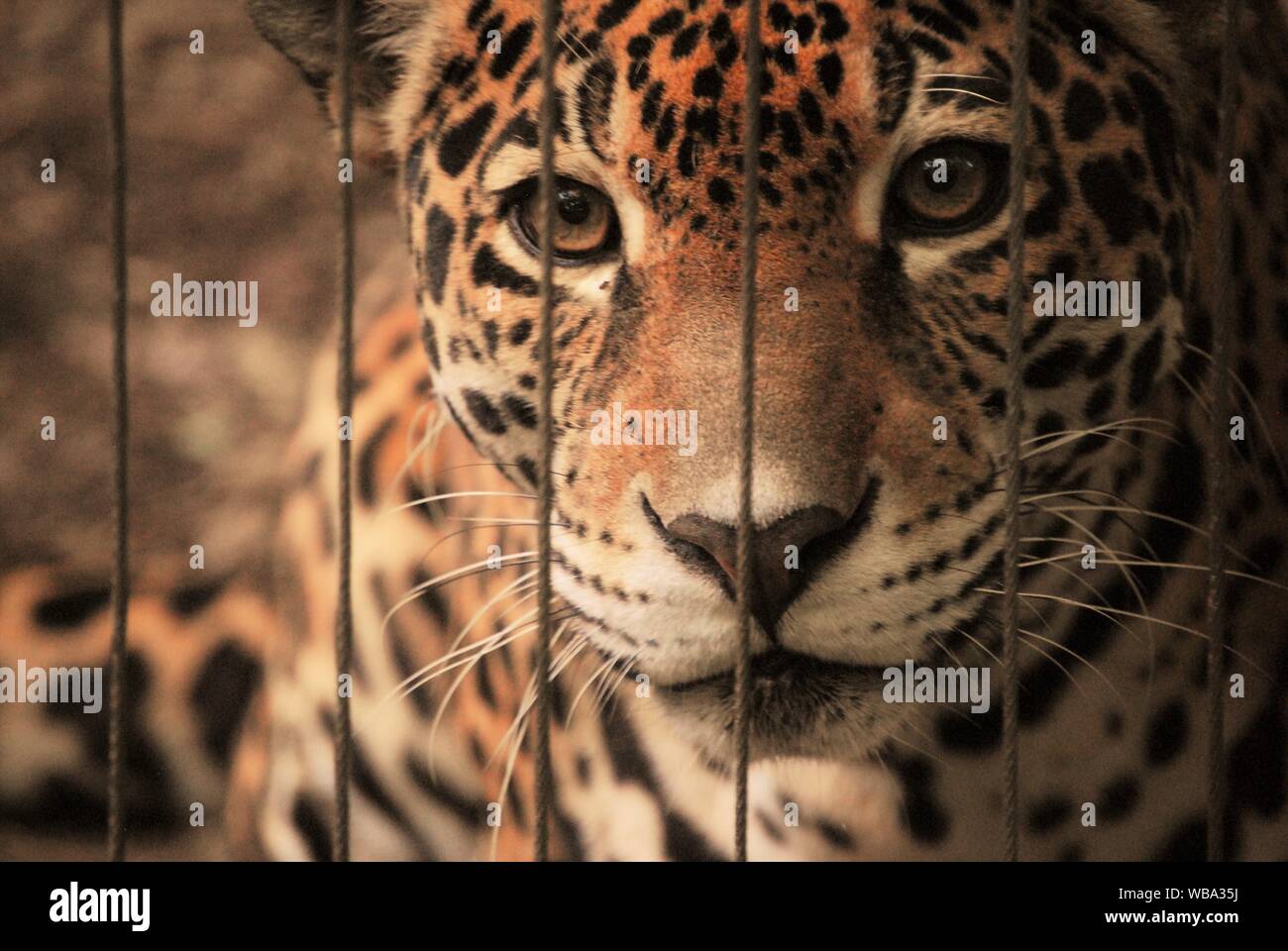 Staring back at hi-res stock photography and images - Alamy