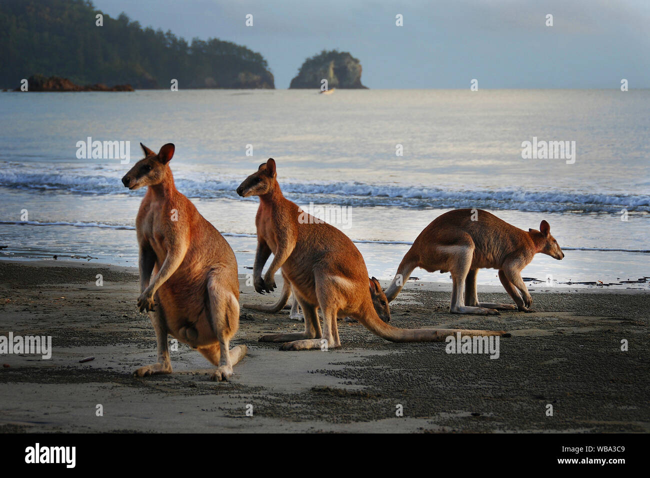 Kangaroos on the beach hi-res stock photography and images - Alamy