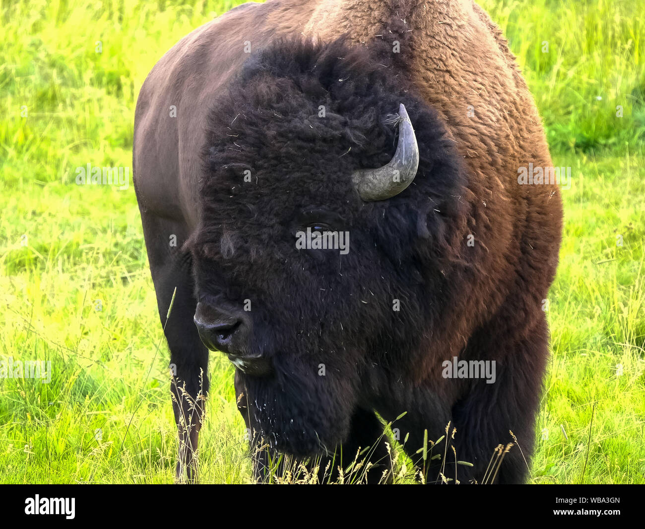 Bison yellowstone close up bull hi-res stock photography and images - Alamy
