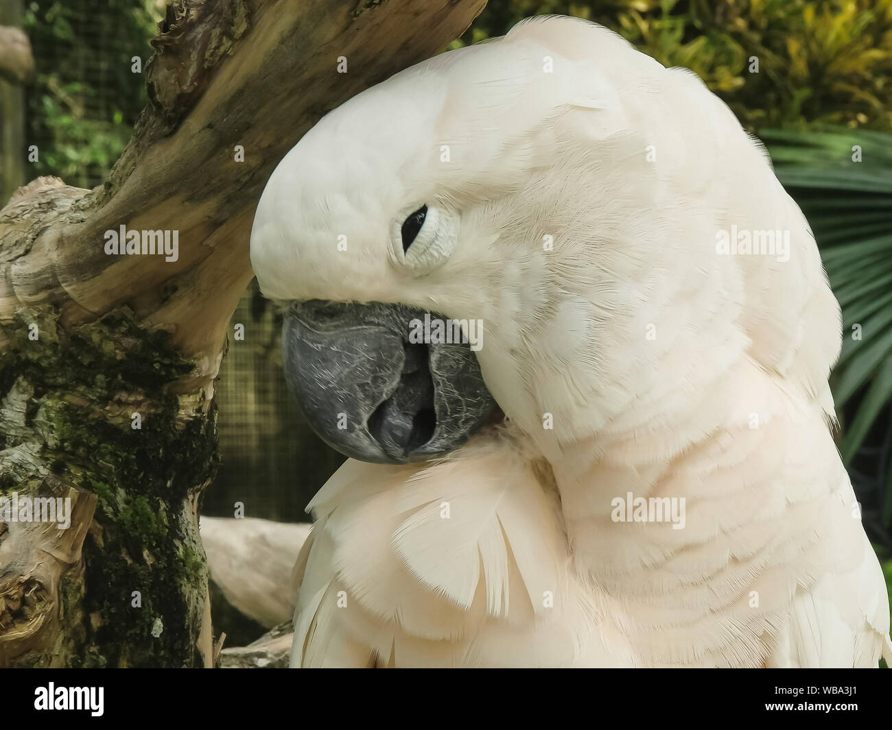 Moluccan hi-res stock photography and images - Alamy