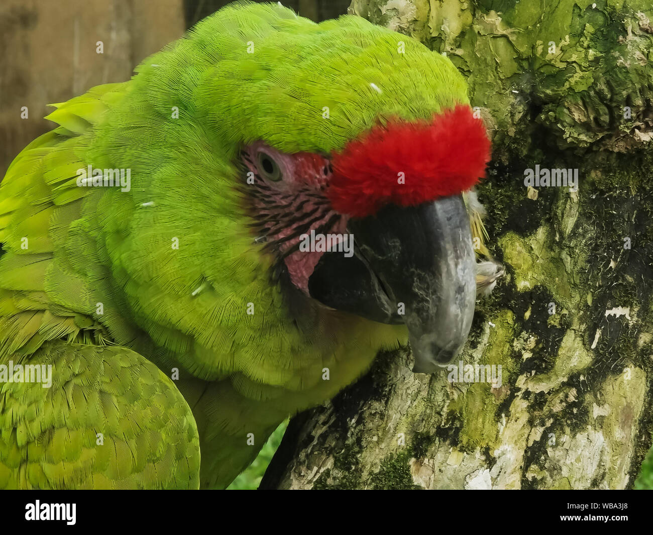 Military macaw ara militaris portrait hi-res stock photography and ...
