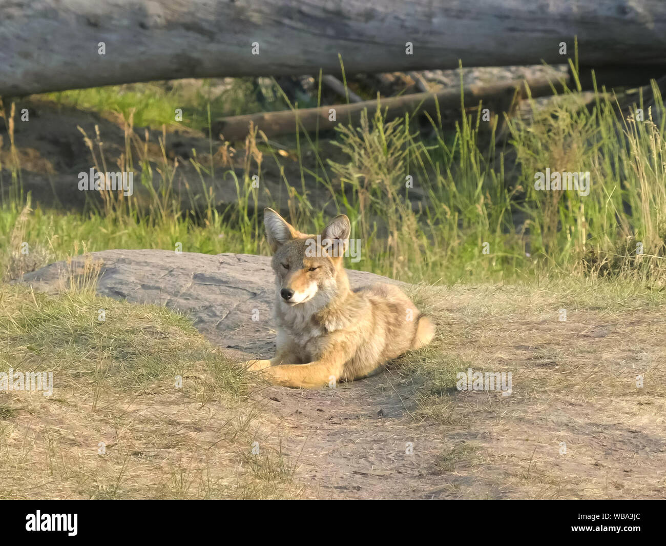 Death valley wildlife hi-res stock photography and images - Alamy