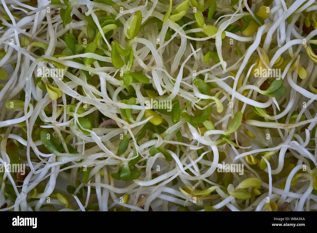 Medicago seed hi-res stock photography and images - Alamy