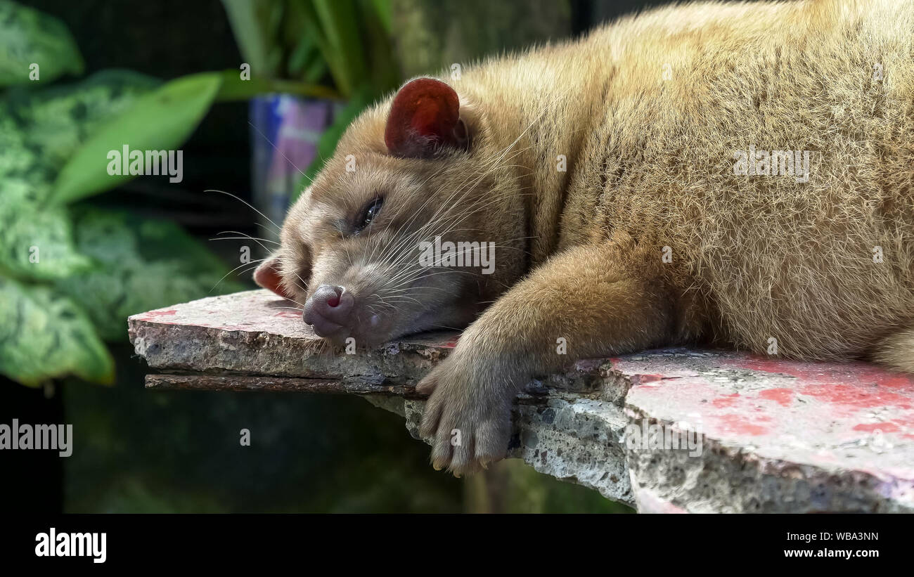 close up of a sleeping luwak in a coffee shop at tanah lot temple Stock ...