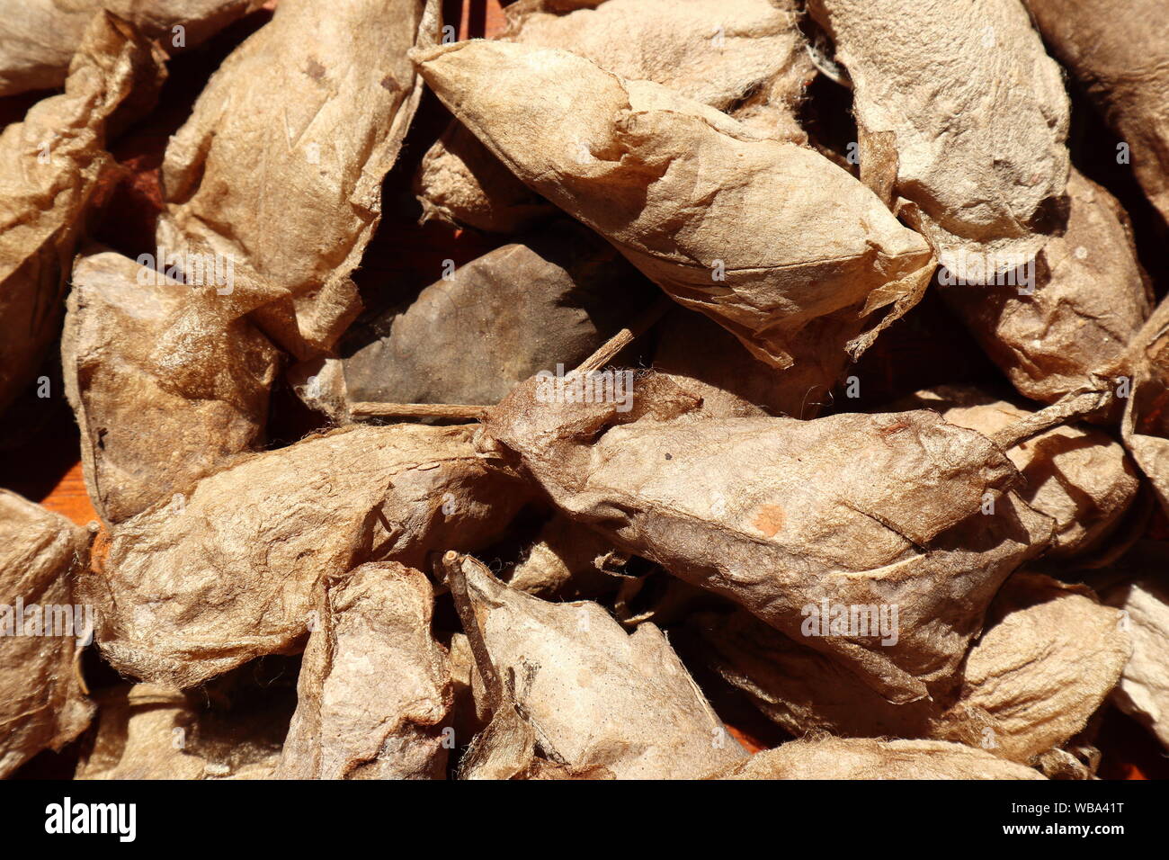 Silk moths hi-res stock photography and images - Alamy