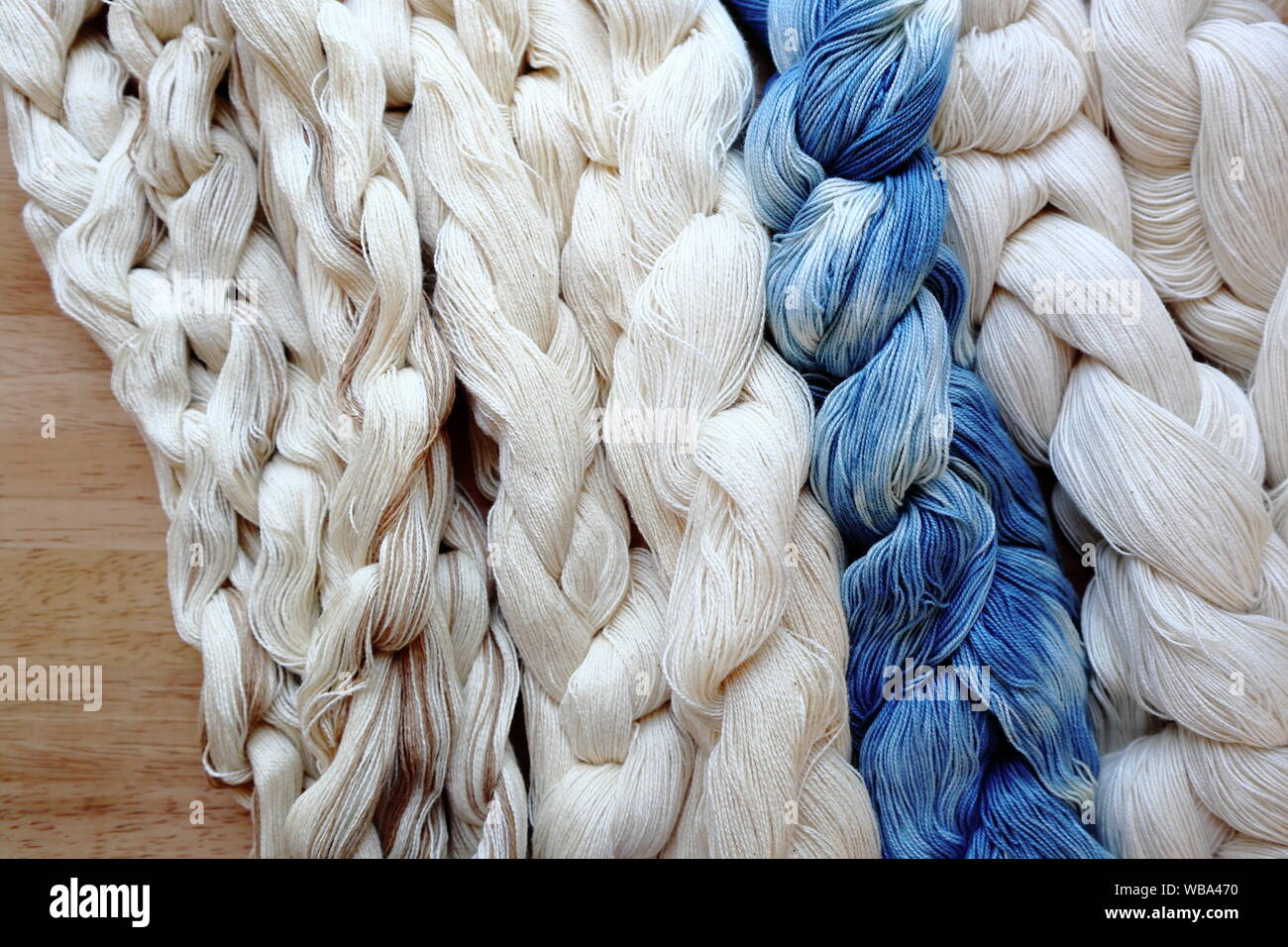 cotton warp chains in natural undyed and indigo hand dyed yarn Stock ...