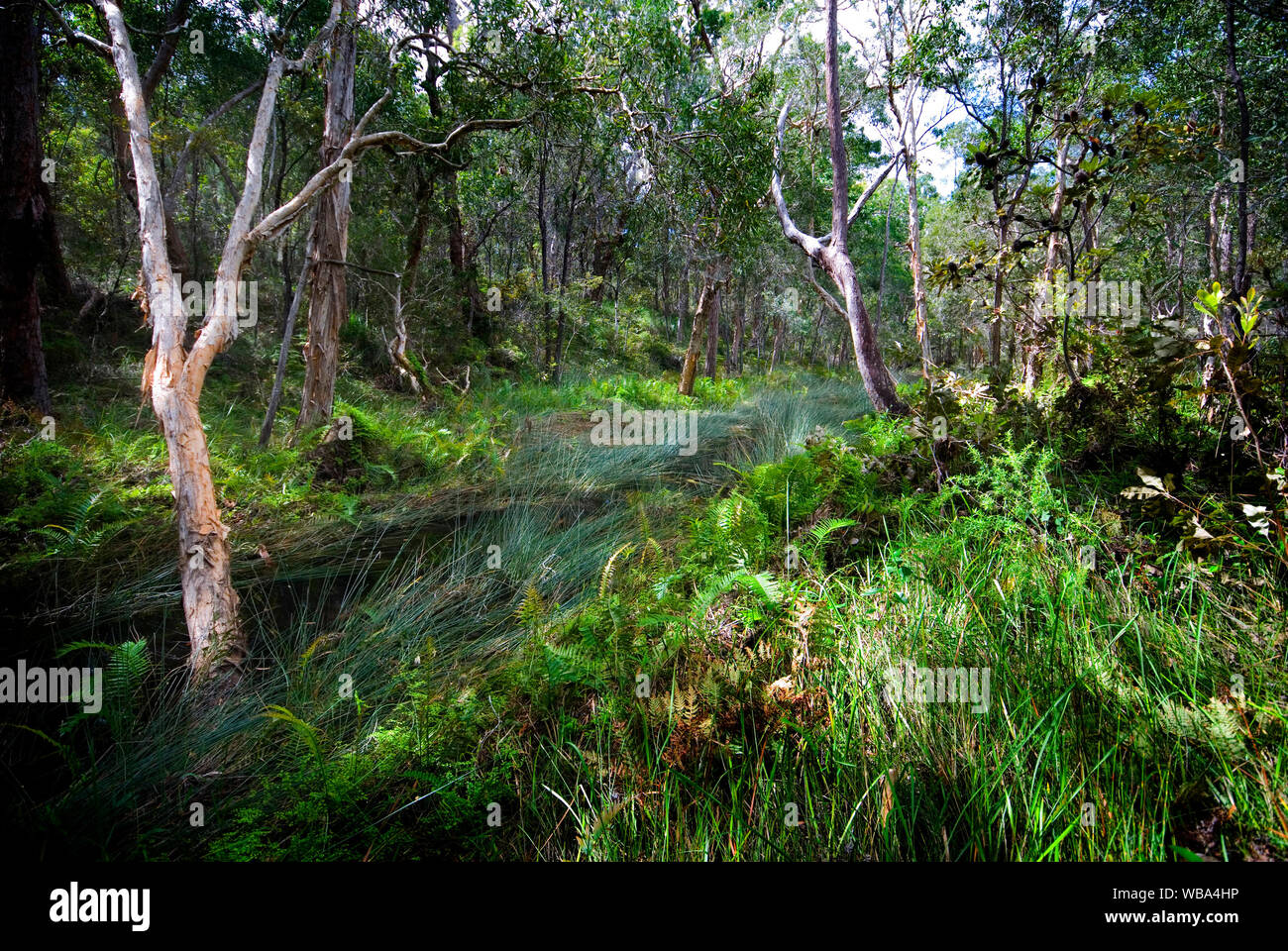 Burrum coast national park hi-res stock photography and images - Alamy