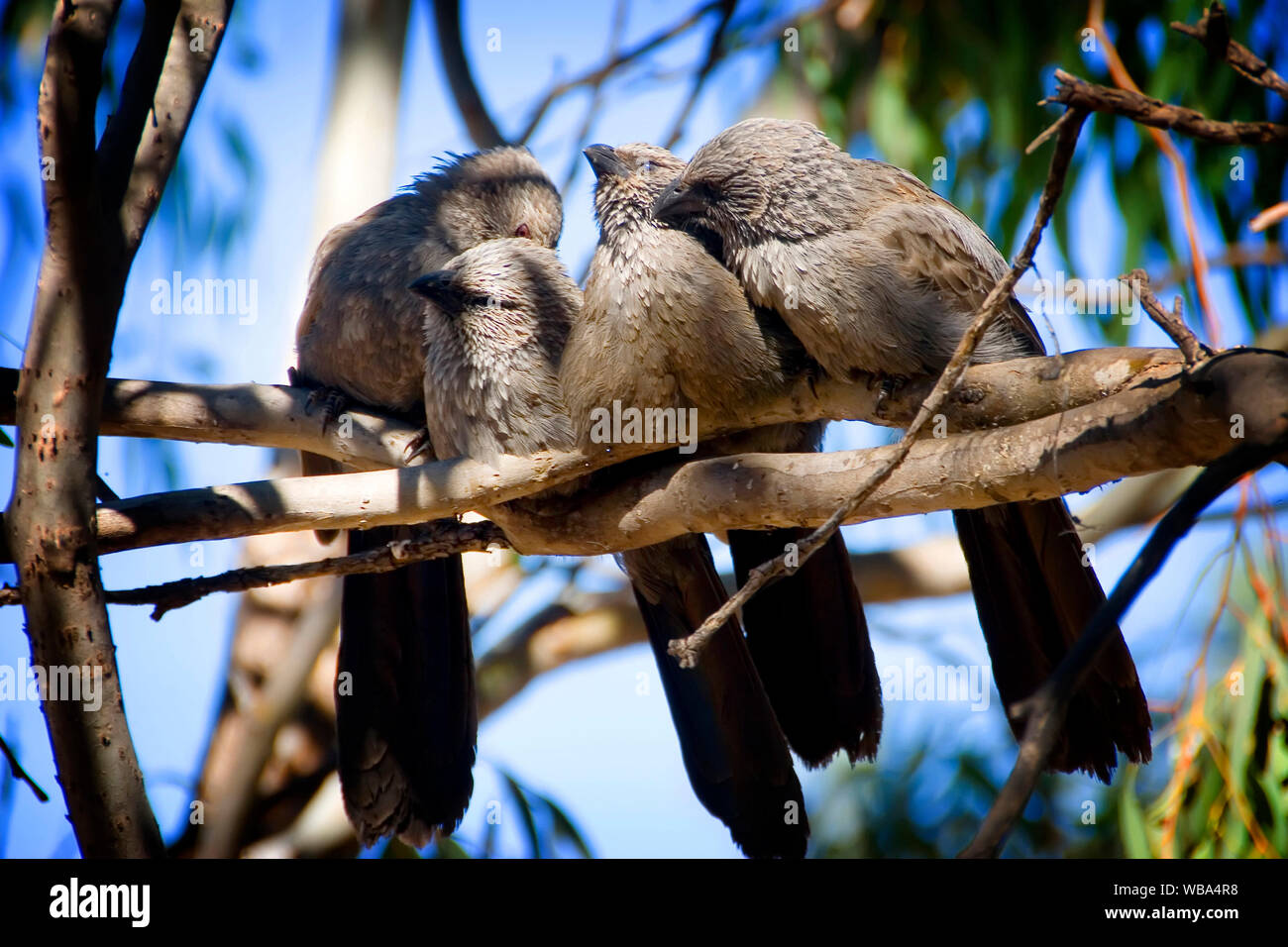 Apostle birds hi-res stock photography and images - Alamy