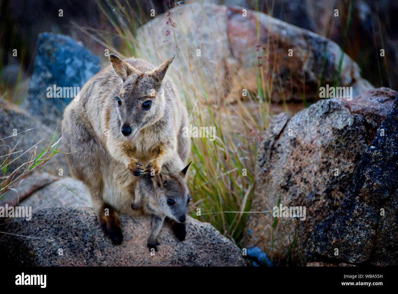Agile wallaby (Macropus agilis), female with joey in pouch. Charters ...