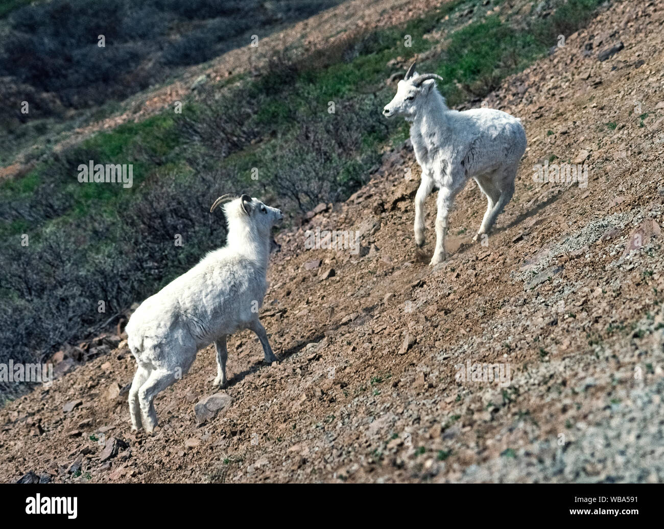 Curled horns hi-res stock photography and images - Alamy