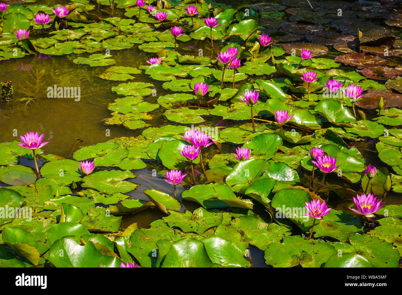 Lotus Flower Plant in pond with harm sunlight in botanical garden in ...