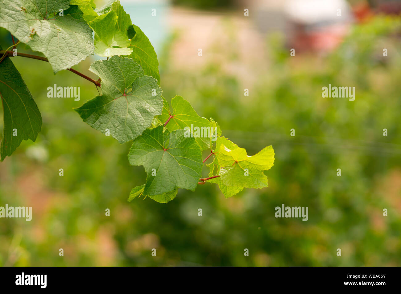 Vineyard and vines in early summer. Branch of vine leaves in vineyard ...