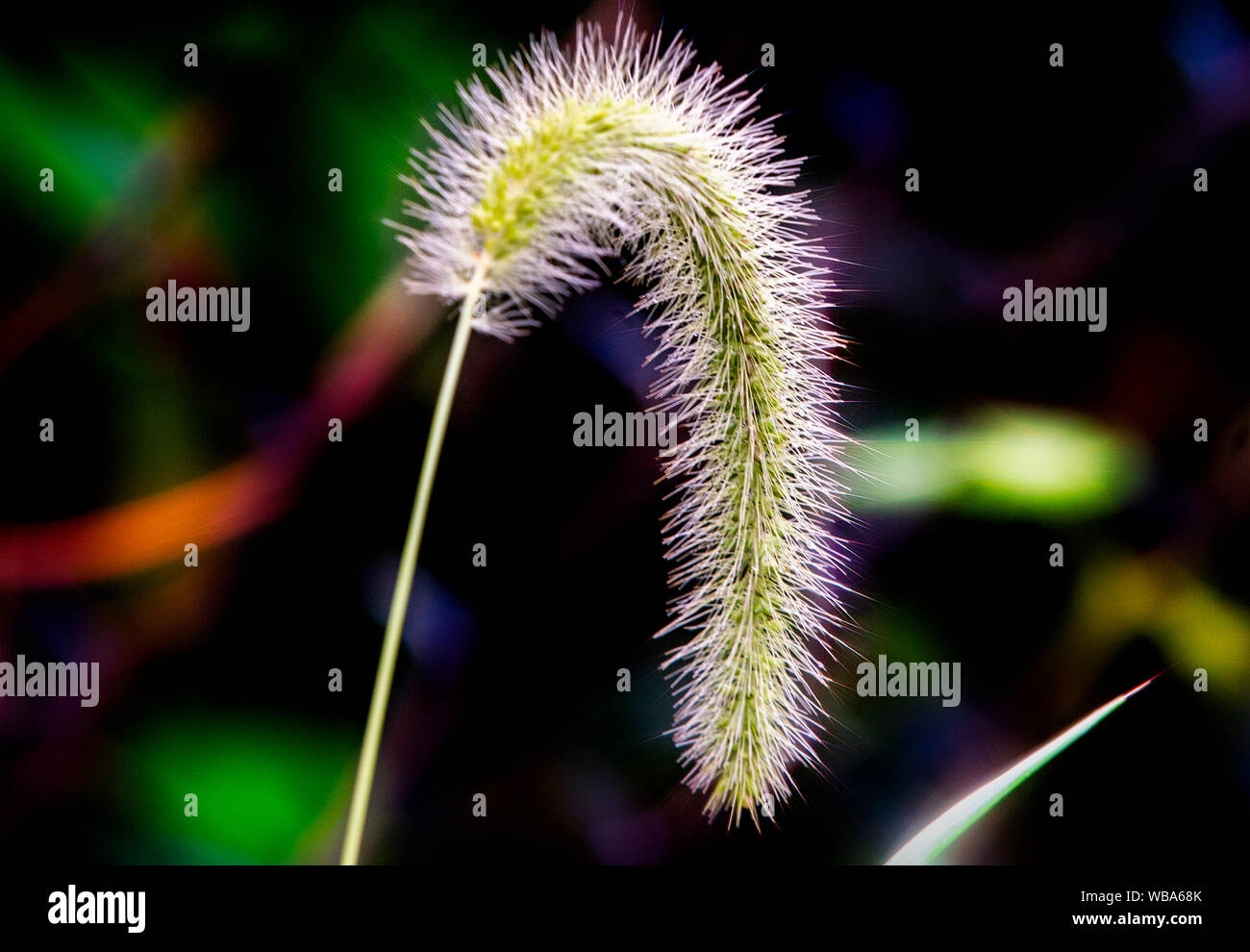 Fuzzy weed hi-res stock photography and images - Alamy