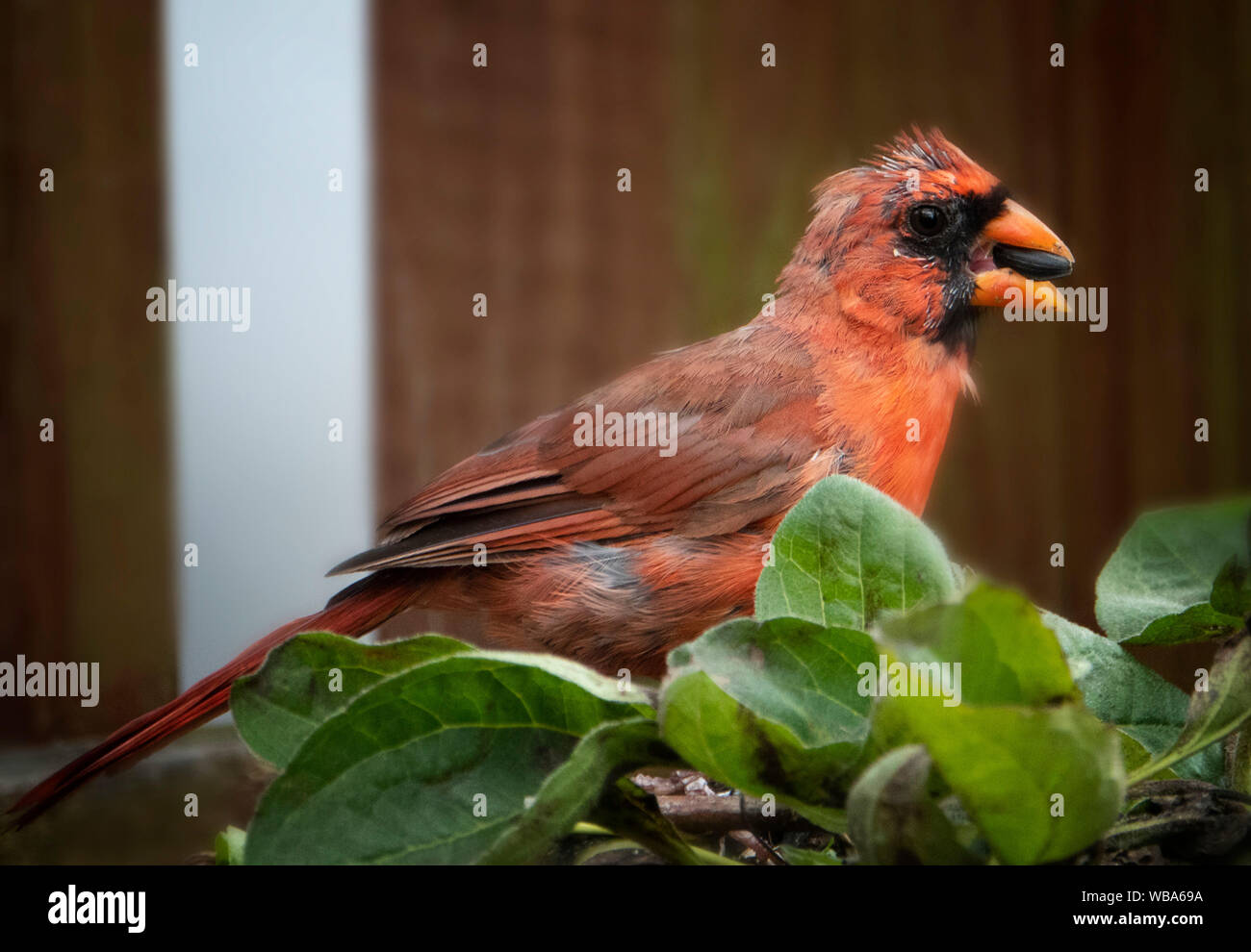 Passing bird hi-res stock photography and images - Alamy