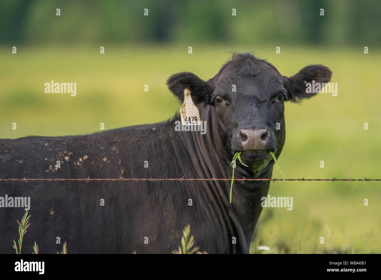 Closeup black cow eating grass hi-res stock photography and images - Alamy