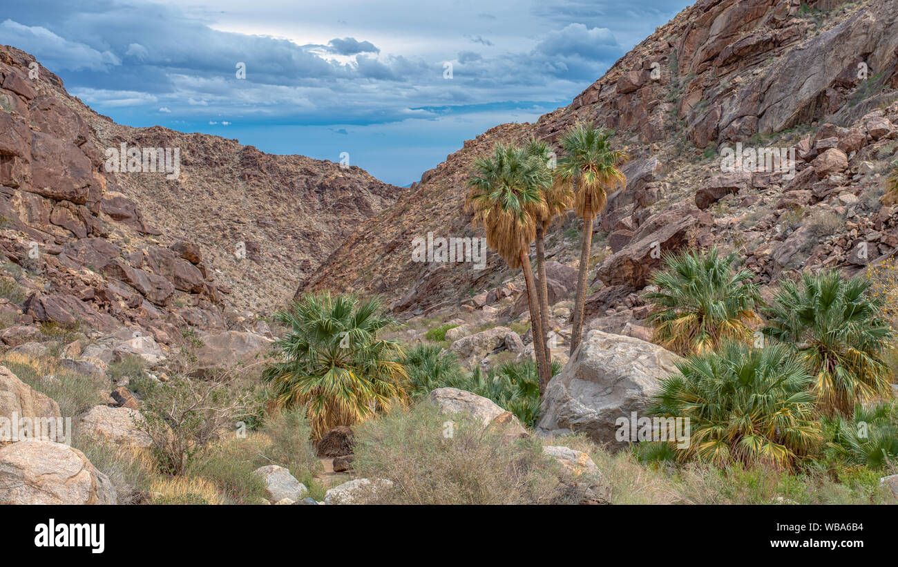 Desert Palm Trees Stock Photo - Alamy