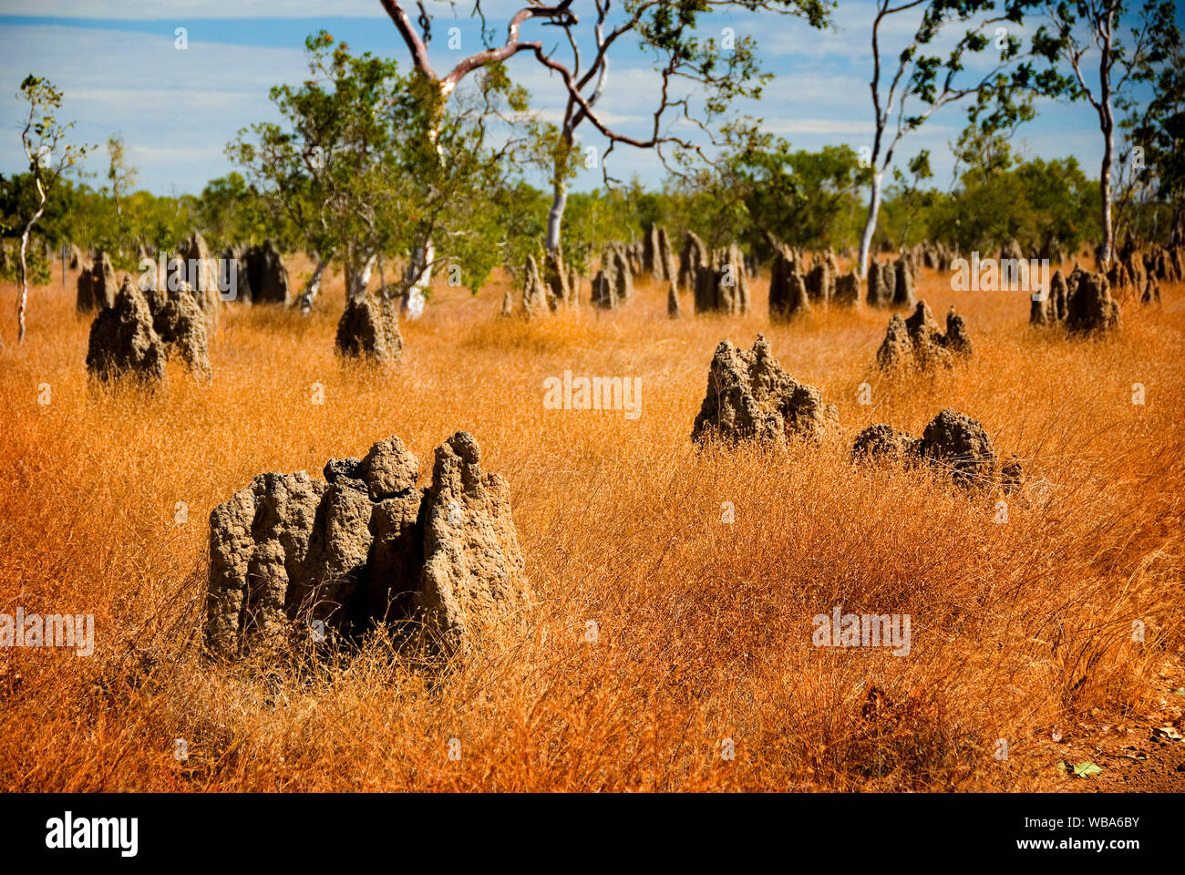Termite mounds in tropical grassland. Gulf Savannah, Queensland ...