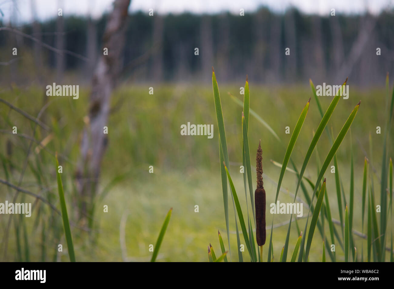 Bog cat hi-res stock photography and images - Alamy