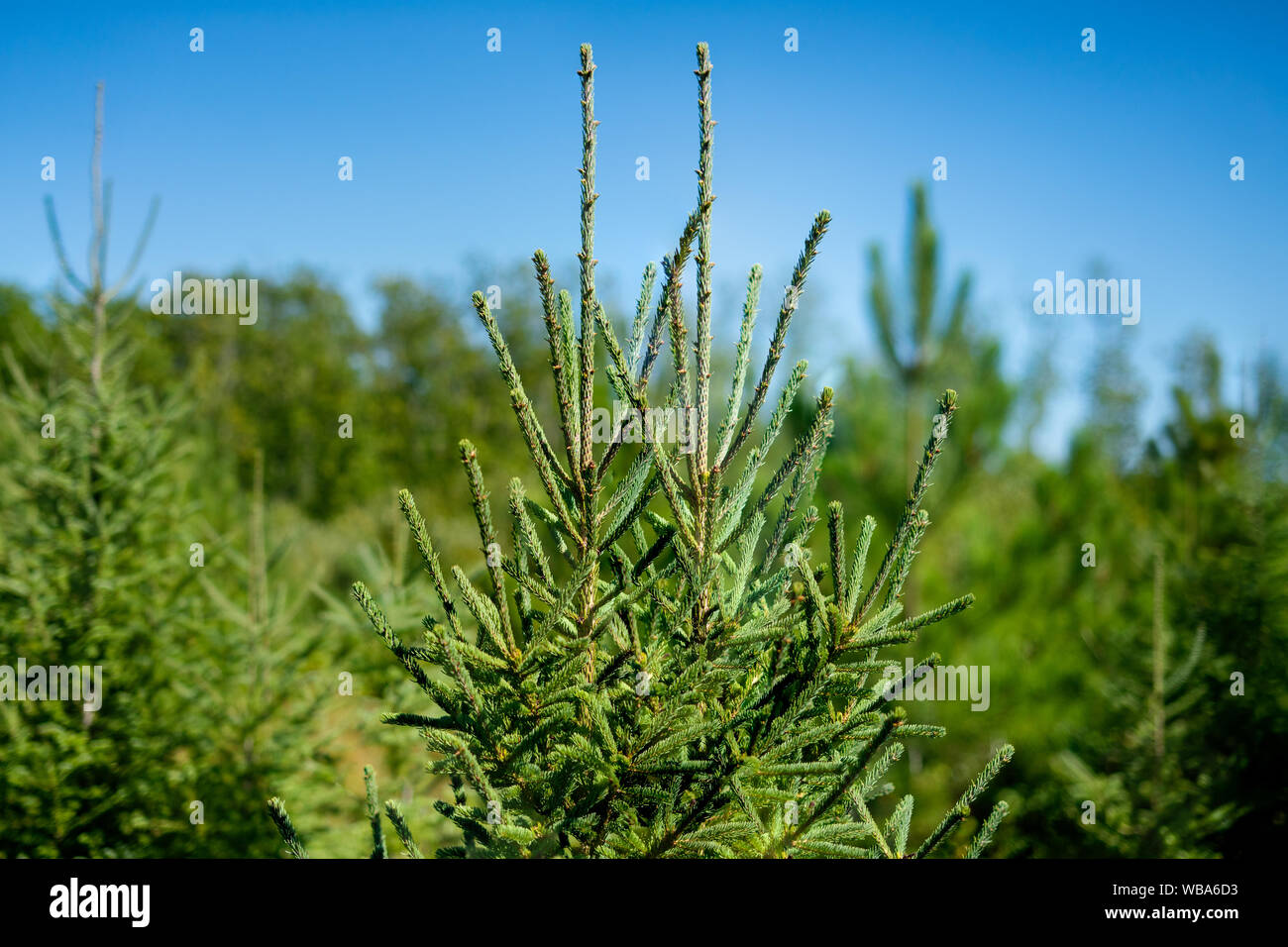 Young White Spruce in Plantation Stock Photo - Alamy