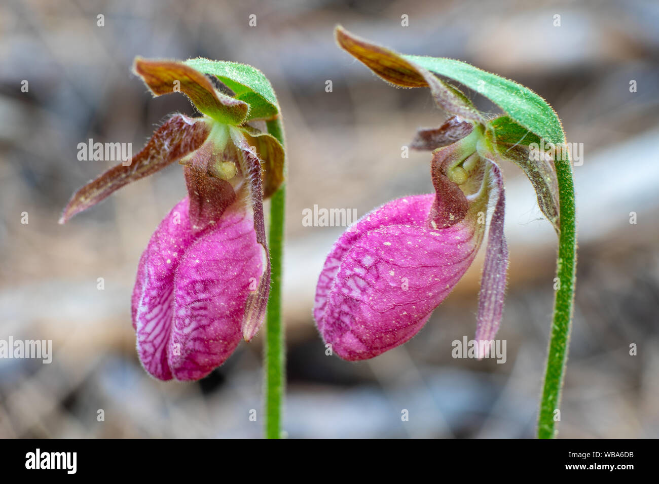 Showy lady slipper hi-res stock photography and images - Alamy
