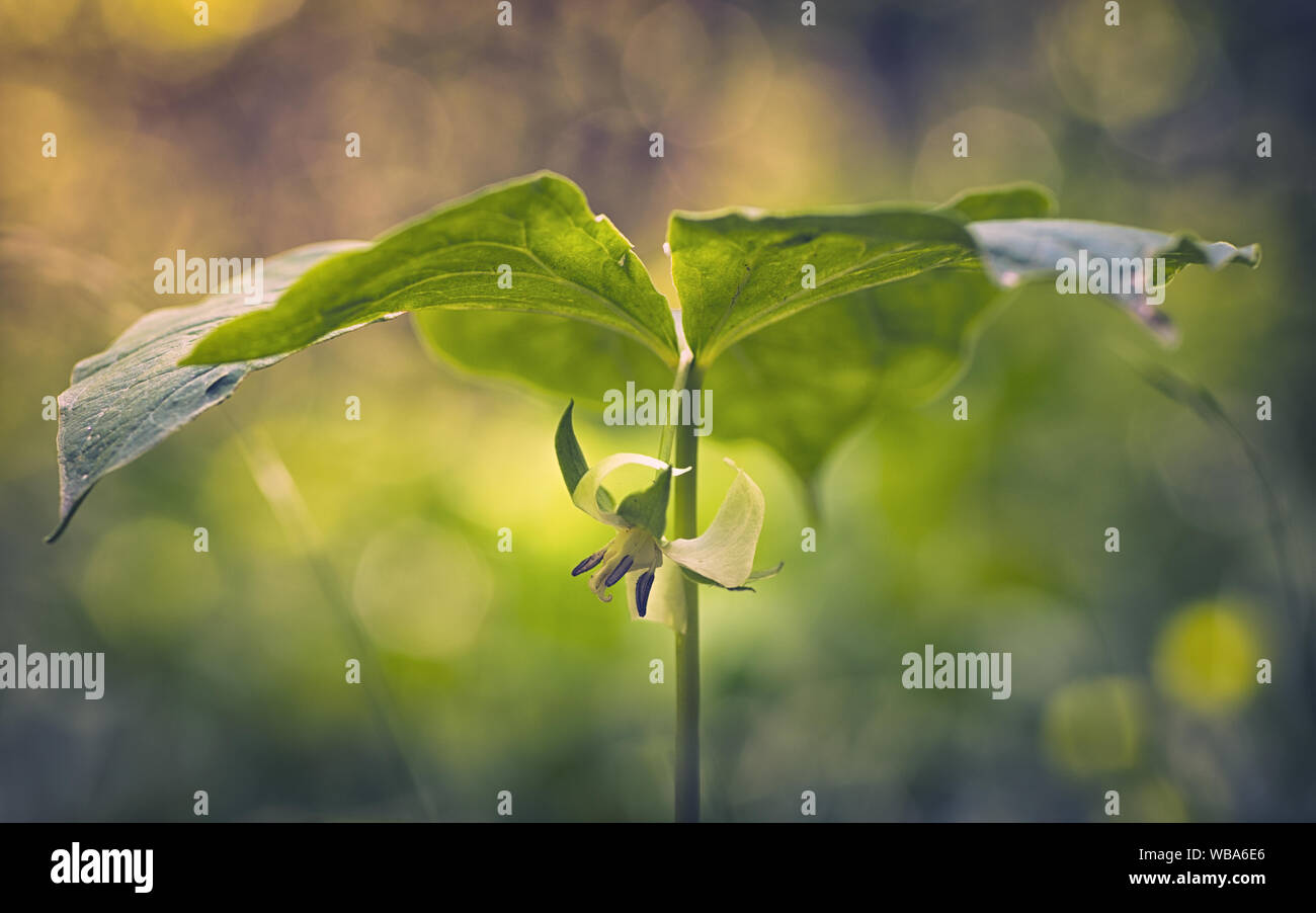 Nodding trillium hi-res stock photography and images - Alamy