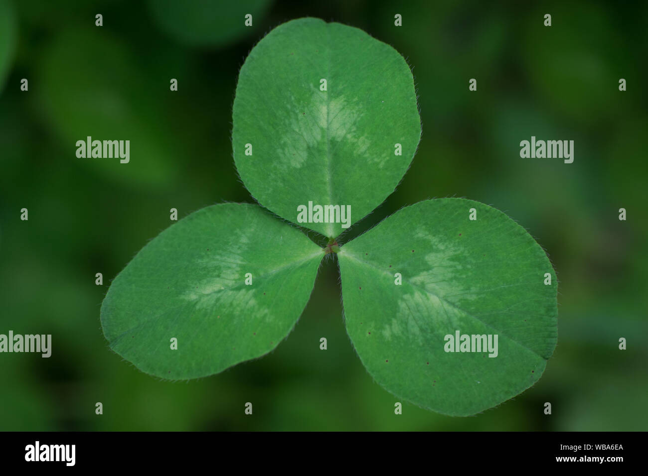 Red clover leaf closeup hi-res stock photography and images - Alamy