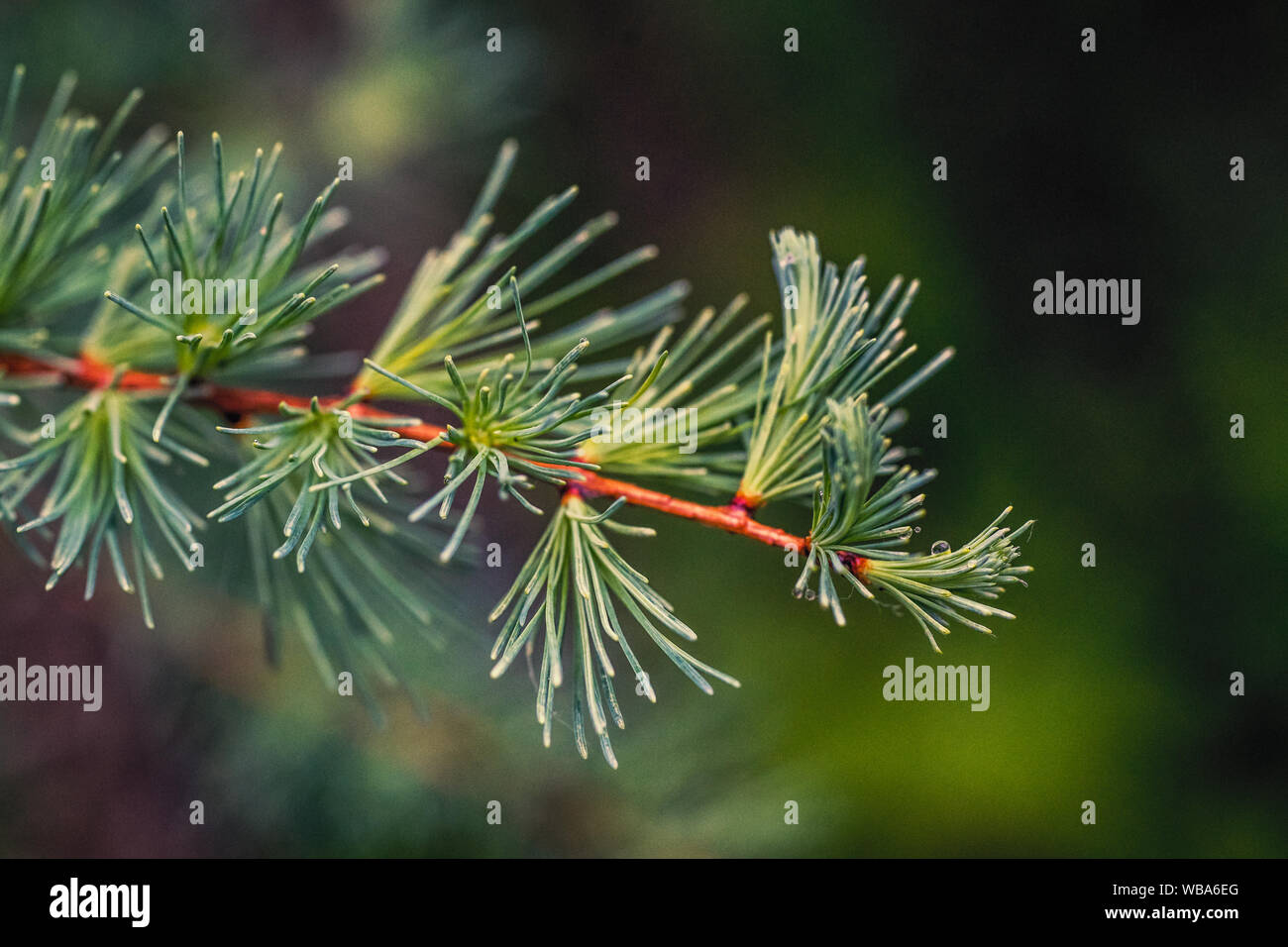 Tamarack pine hi-res stock photography and images - Alamy