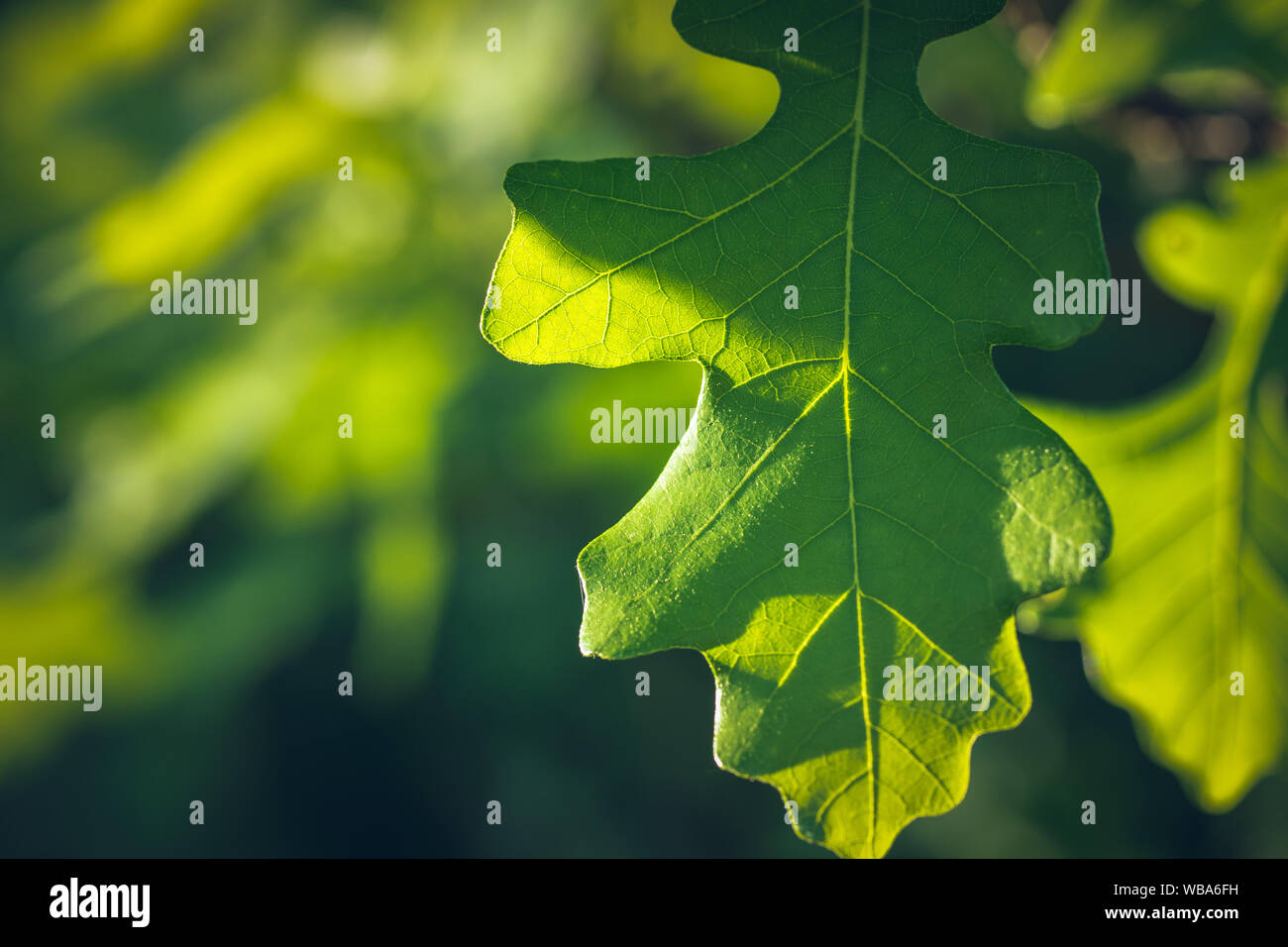 Bur oak hi-res stock photography and images - Alamy