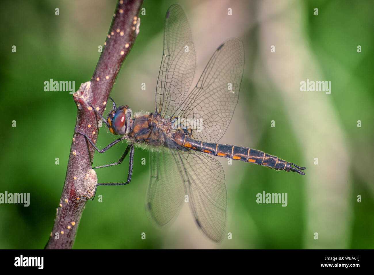 Dragonfly on the branch hi-res stock photography and images - Alamy