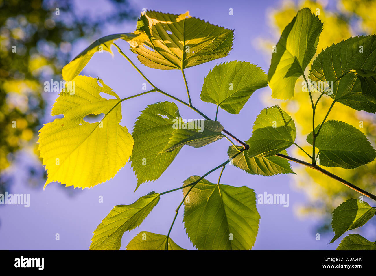 American basswood hi-res stock photography and images - Alamy