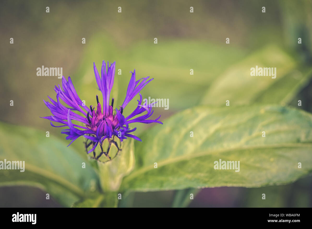 Bachelors button flower hi-res stock photography and images - Alamy