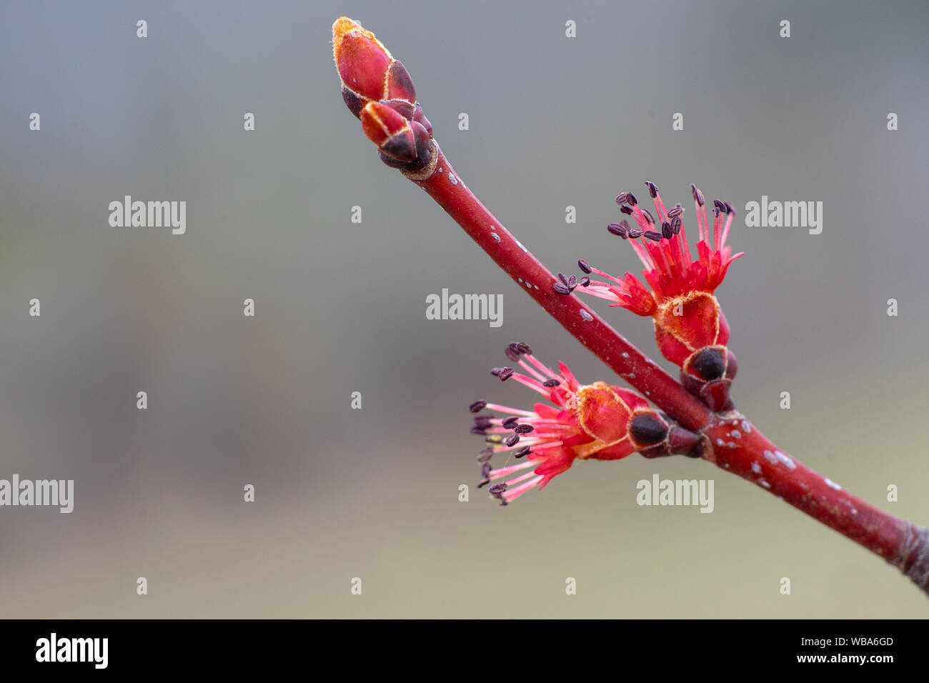 Maple tree flowers hi-res stock photography and images - Alamy