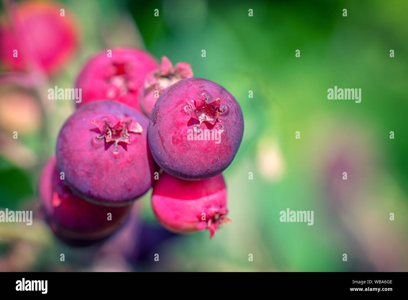 Juneberries hi-res stock photography and images - Alamy