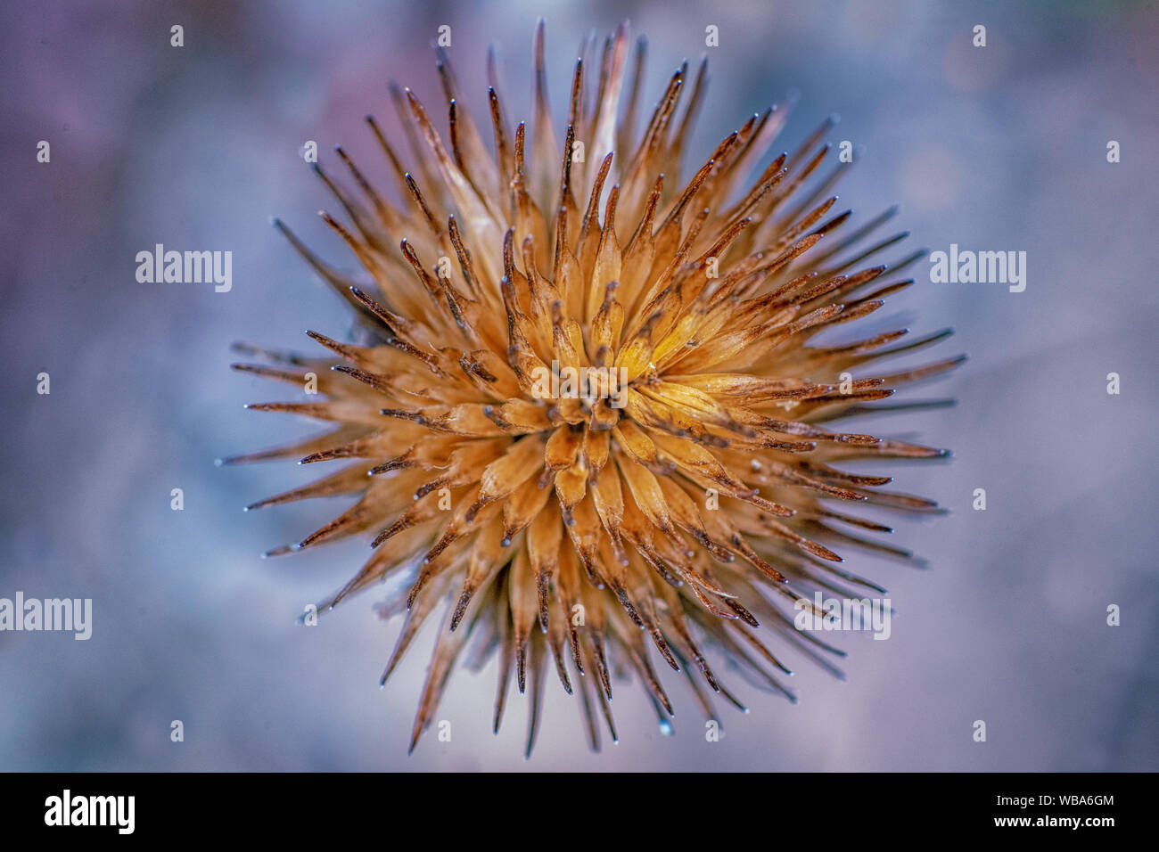 Dead allium flower hi-res stock photography and images - Alamy