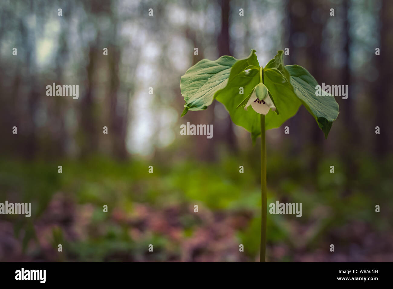 Nodding trillium hi-res stock photography and images - Alamy