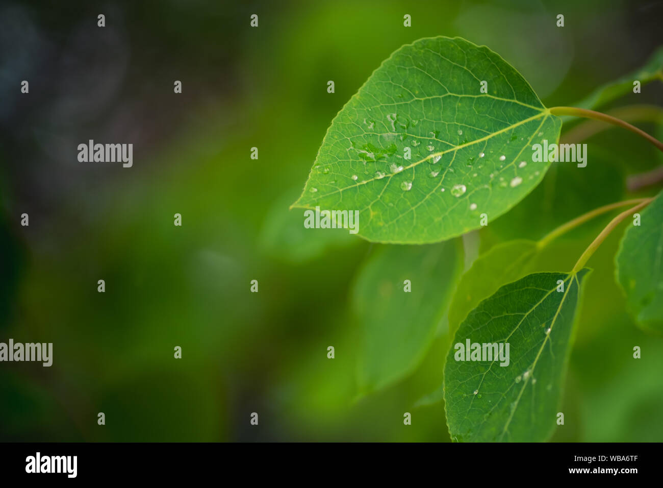 Dew on Aspen Leaves Stock Photo - Alamy