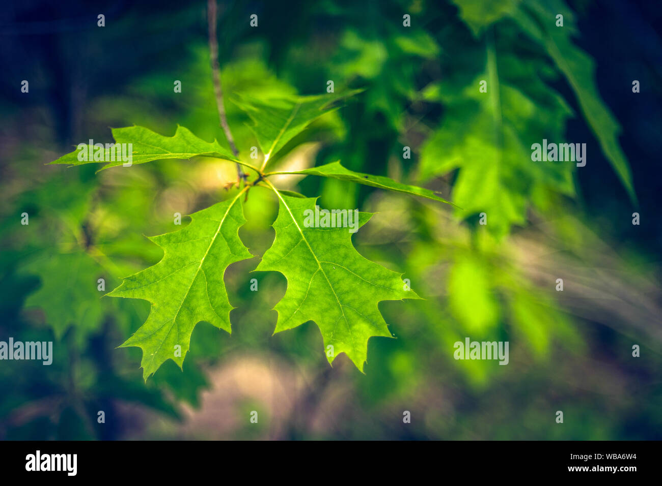 Northern red oak leaves hi-res stock photography and images - Alamy