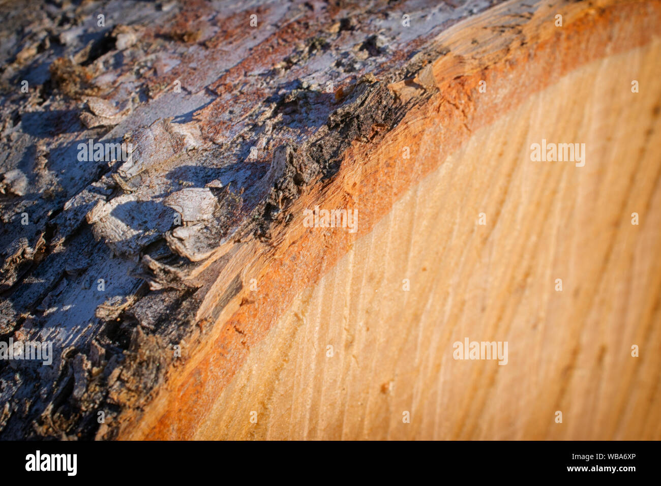 Tree ring detail Stock Photo - Alamy